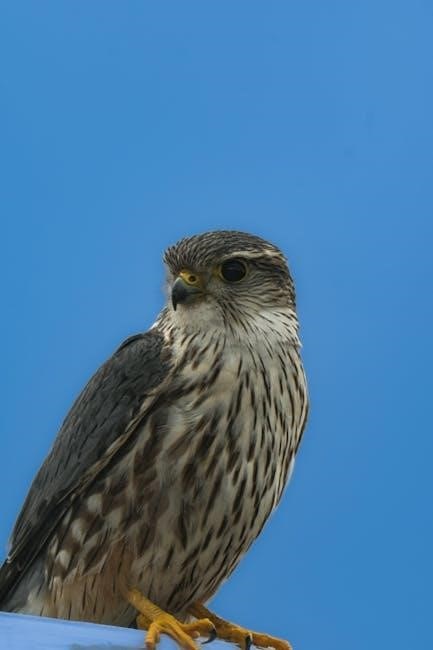 Merlin Home Transmitter: Easy Setup & Troubleshooting Guide